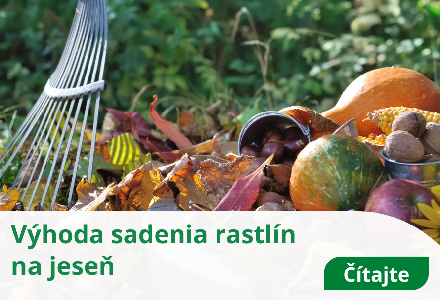 Previsnuté rastliny: atraktívny zelený trend - Horteka